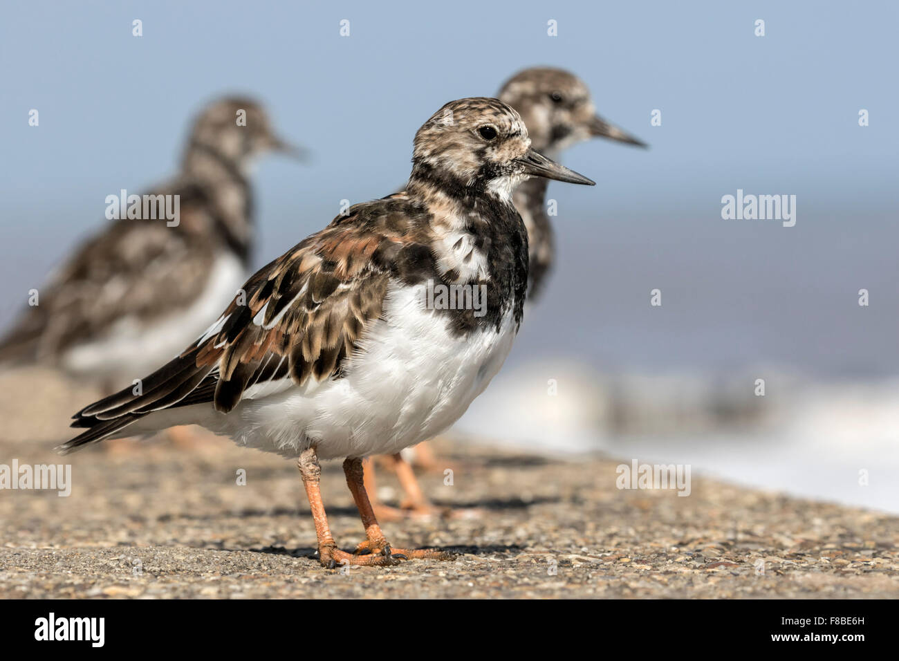 Species turnstone hi-res stock photography and images - Alamy