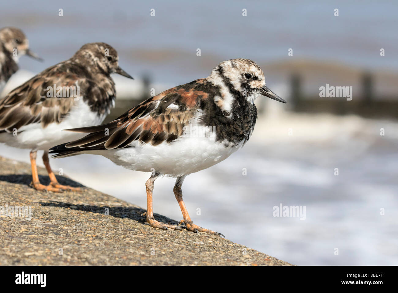 Two sandpiper species hi-res stock photography and images - Alamy