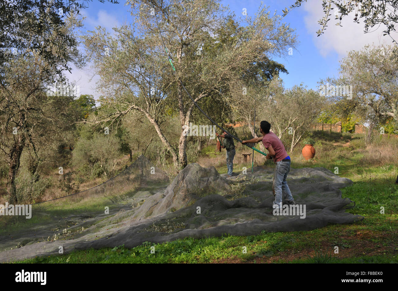 nets under olive trees catching olives as they fall Stock Photo - Alamy