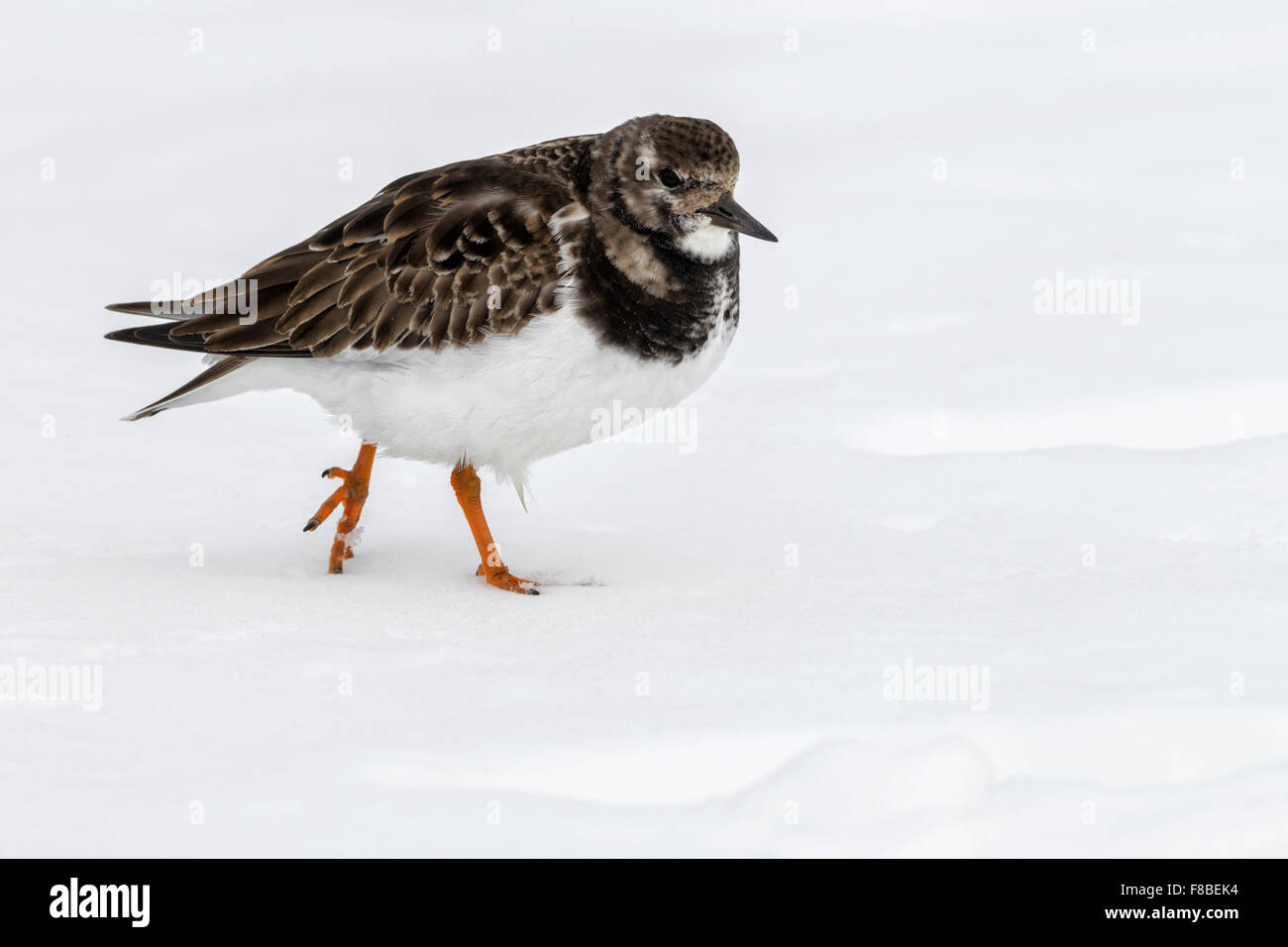 American turnstone hi-res stock photography and images - Alamy