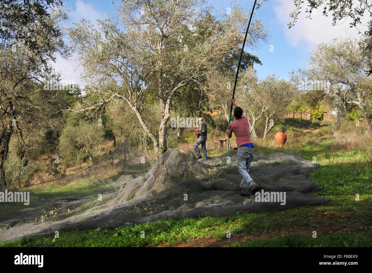 nets under olive trees catching olives as they fall Stock Photo - Alamy