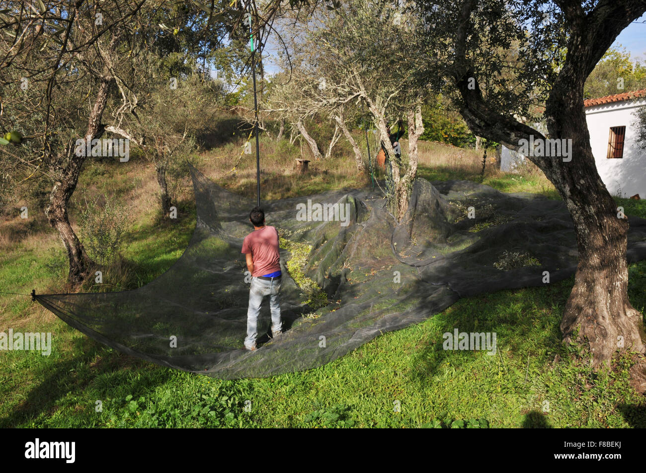 Olive collecting nets hi-res stock photography and images - Alamy