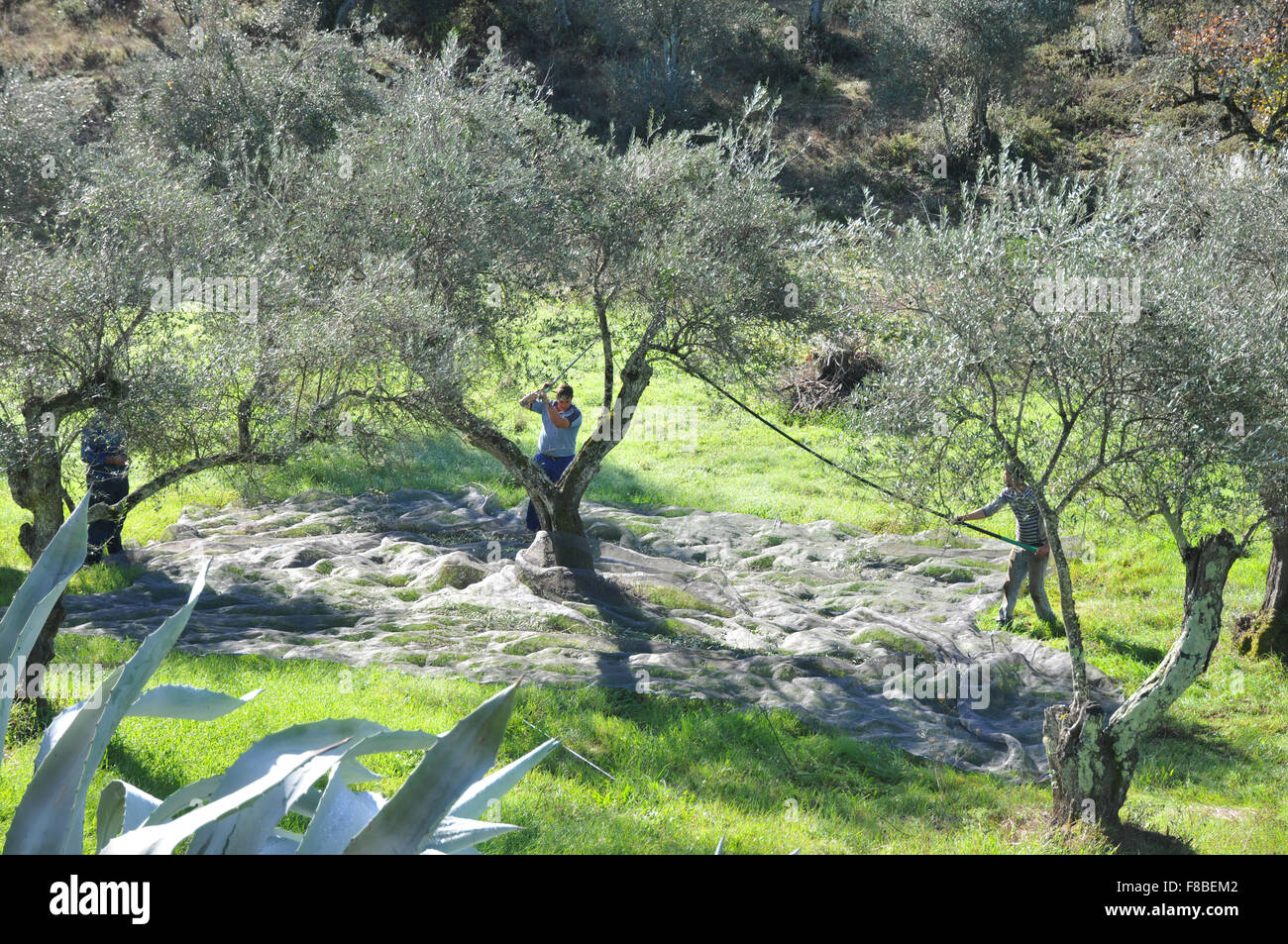 Farmers attacking olive trees with sticks hi-res stock photography and ...