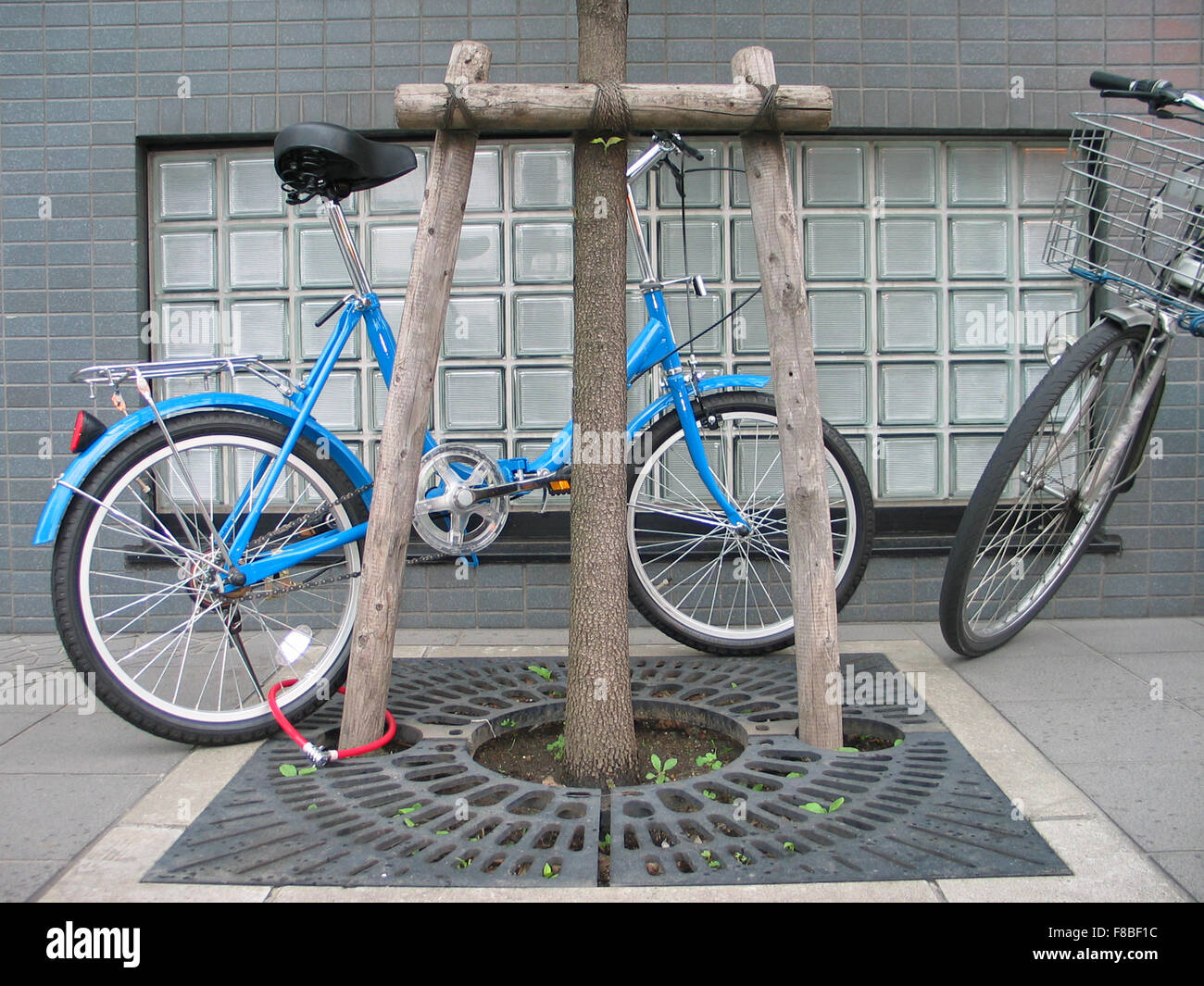 Tree and bikes Stock Photo - Alamy