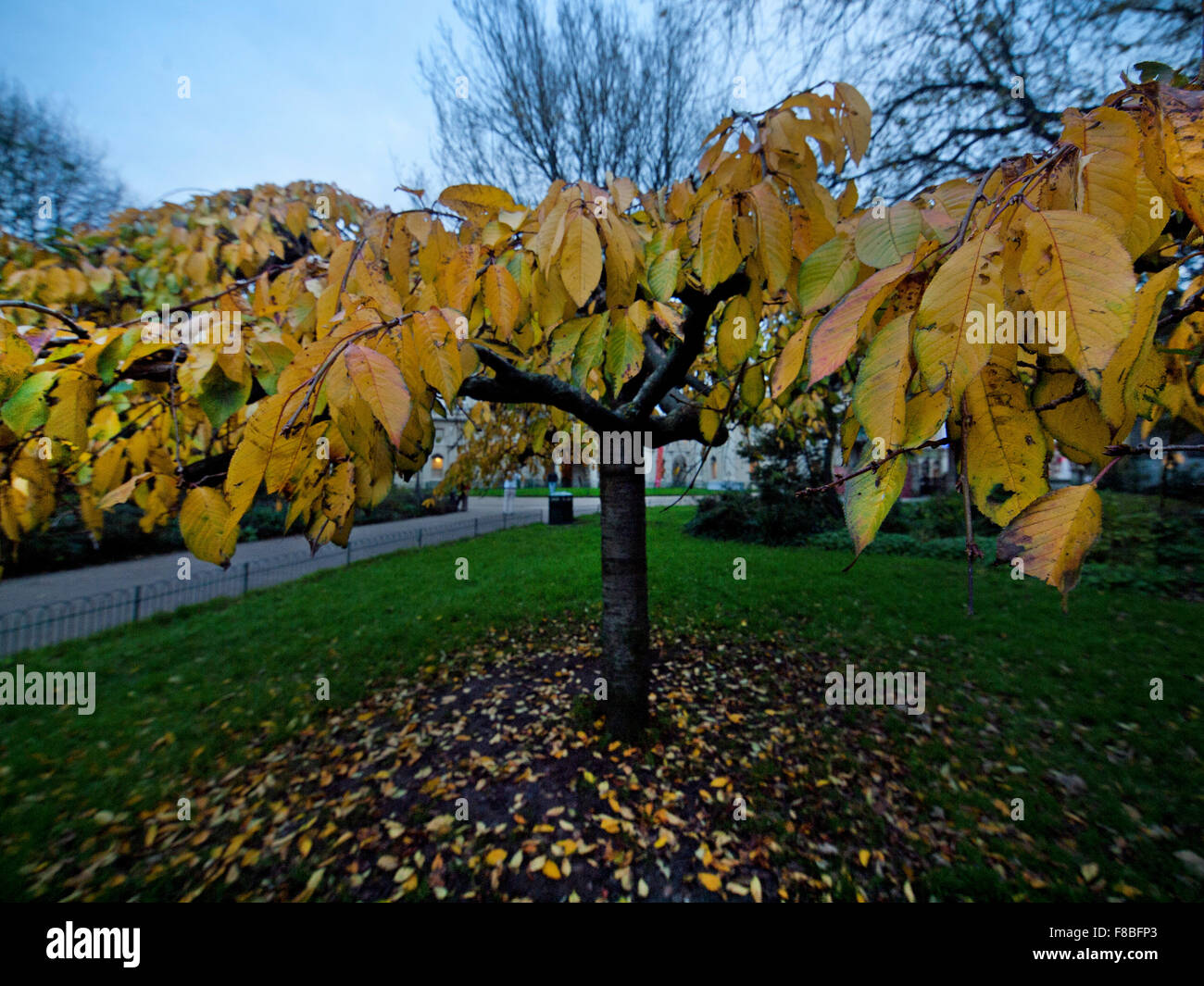 Small weeping tree hi-res stock photography and images - Alamy