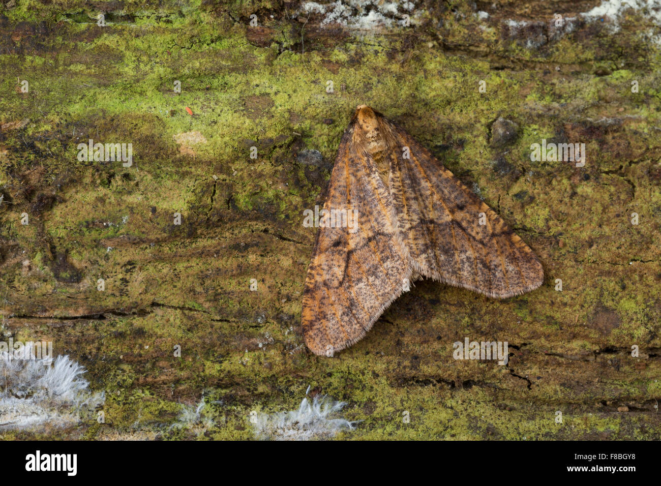 Mottled Umber, male, Großer Frostspanner, Männchen, Erannis defoliaria ...