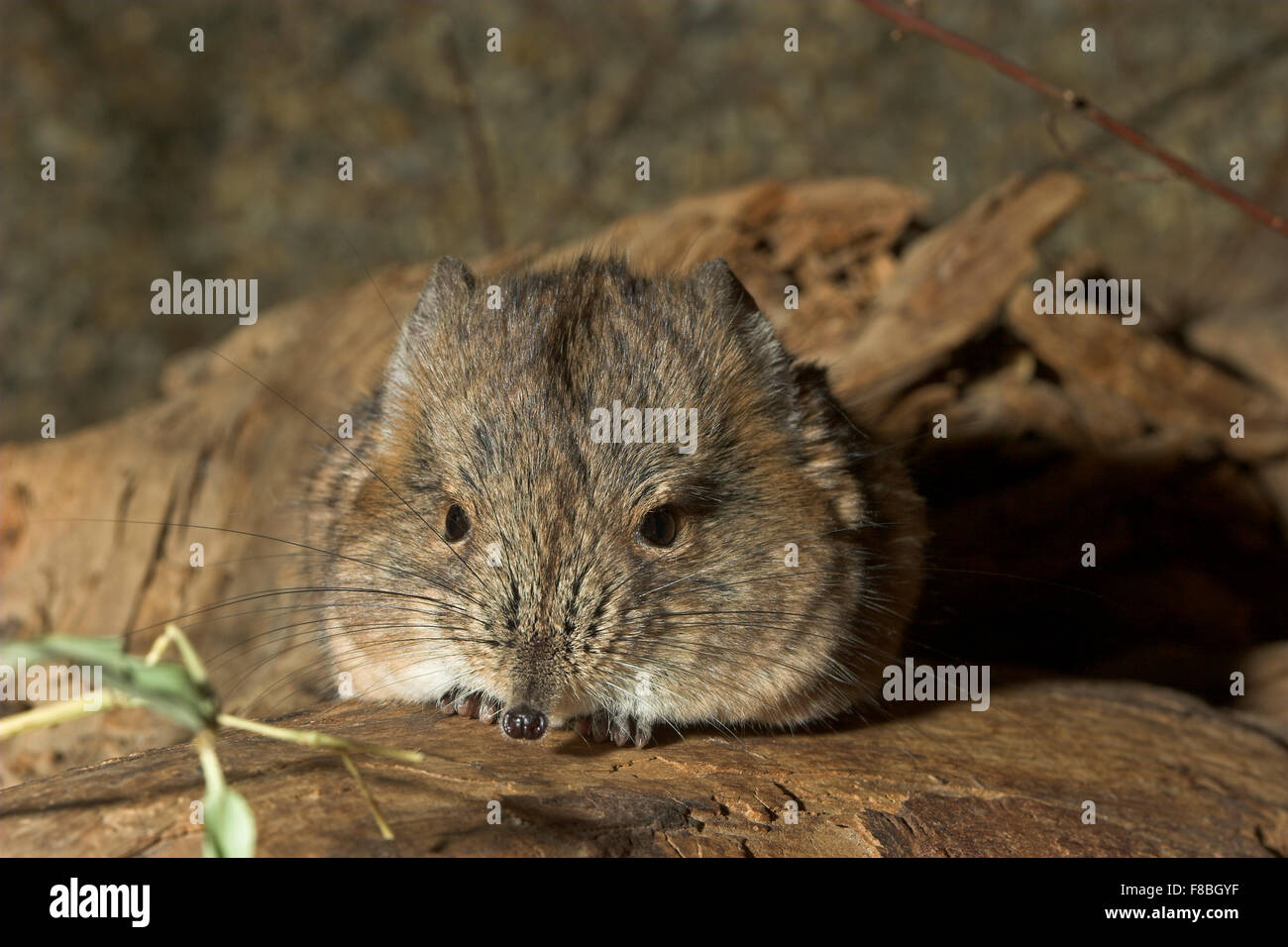 Round eared sengi hi-res stock photography and images - Alamy