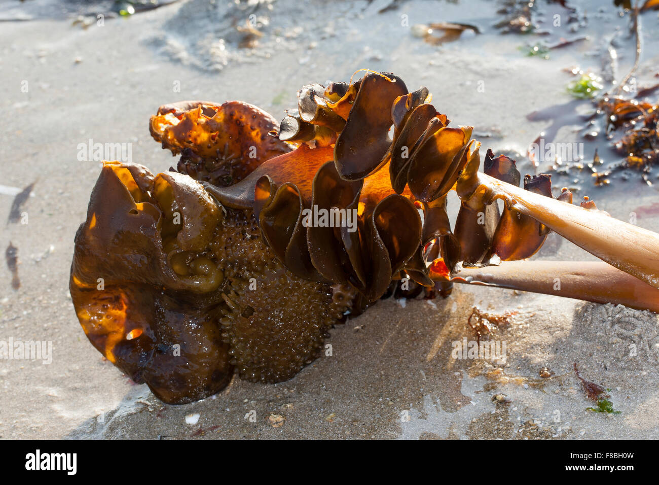 Furbellow seaweed hi-res stock photography and images - Alamy