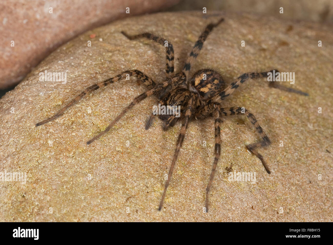 Rostrote winkelspinne hi-res stock photography and images - Alamy
