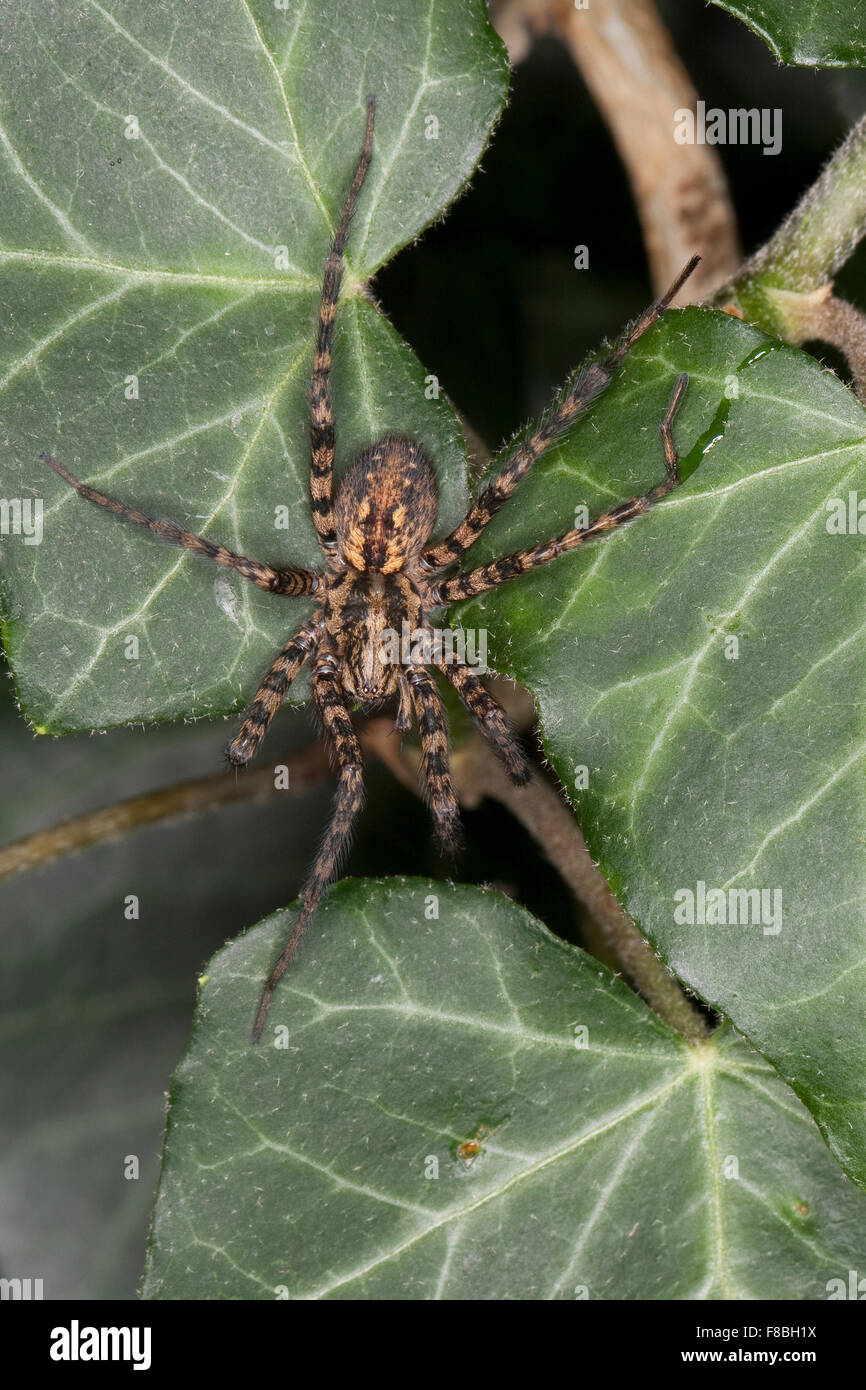 House spider, Rostrote Winkelspinne, Hausspinne, Haus-Winkelspinne ...