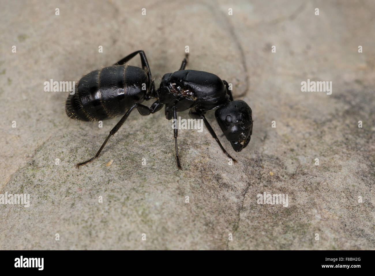 Ross ameisen hi-res stock photography and images - Alamy
