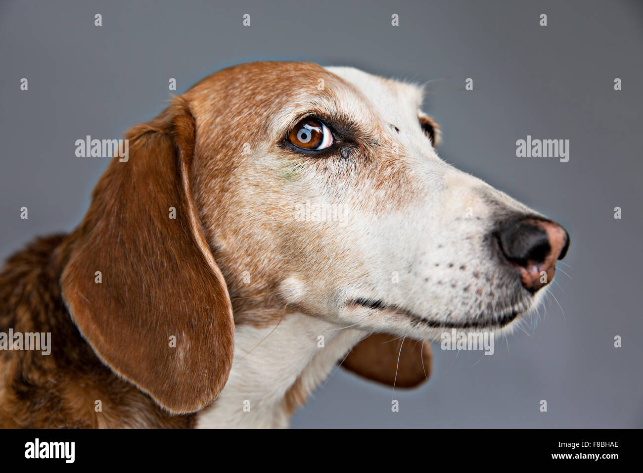Dog, Deutsche Bracke, portrait, Germany Stock Photo - Alamy