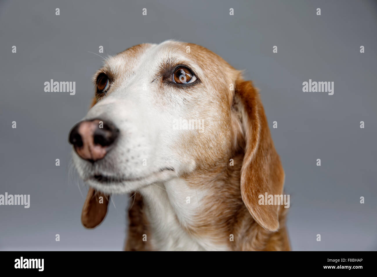 Dog, Deutsche Bracke, portrait, Germany Stock Photo - Alamy