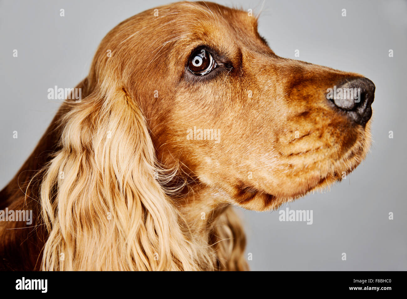 Cocker spaniel portrait hi-res stock photography and images - Alamy