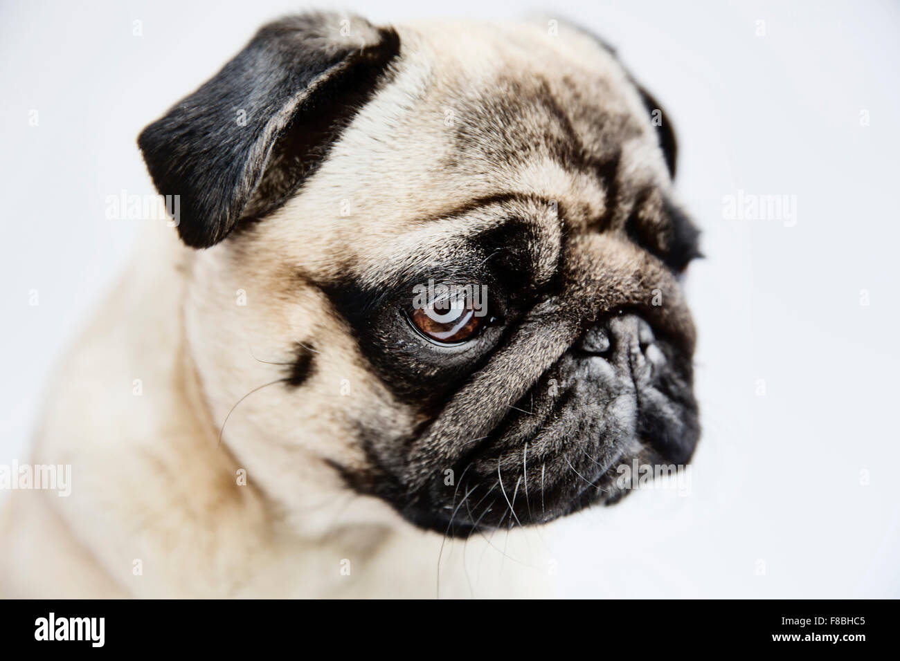 The dog pug hi-res stock photography and images - Alamy