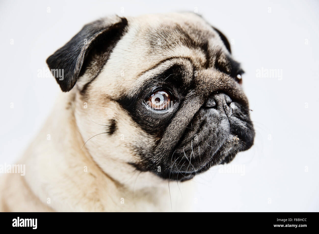 The dog pug hi-res stock photography and images - Alamy