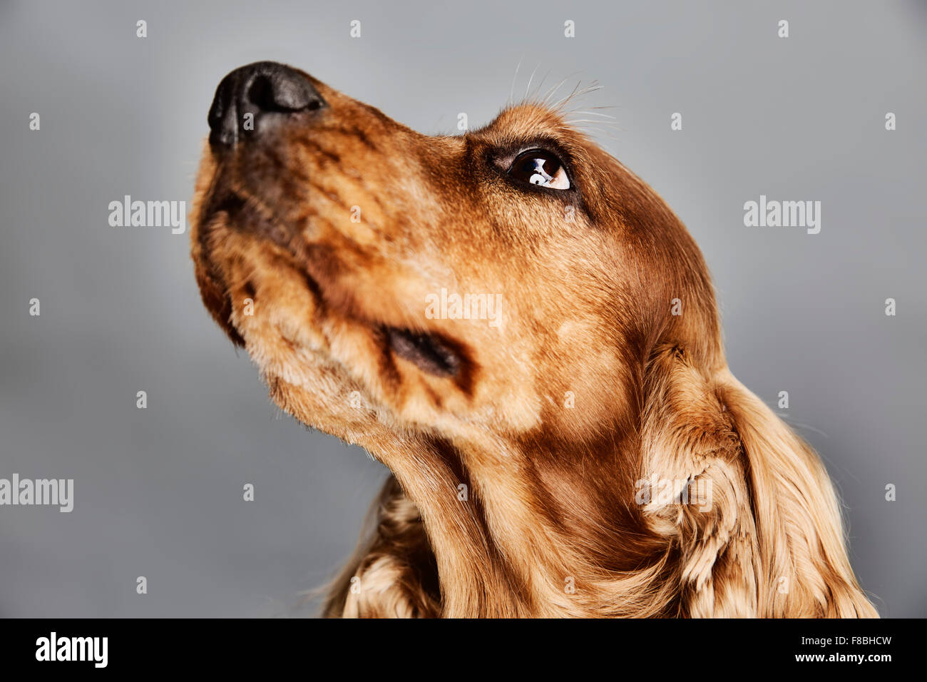 Portrait spaniel hi-res stock photography and images - Alamy