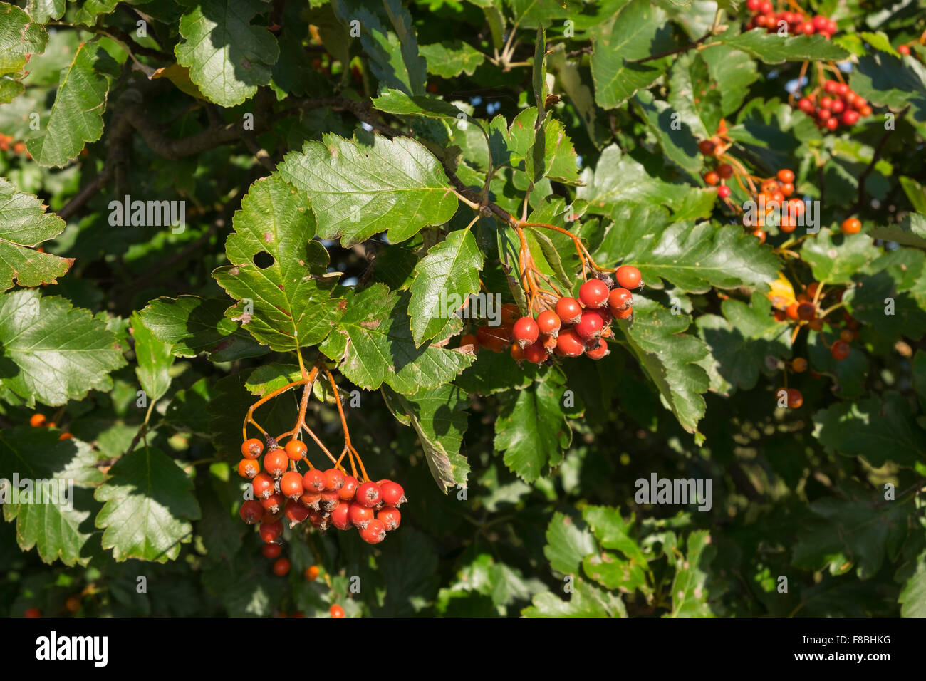 Sorbs hi-res stock photography and images - Alamy