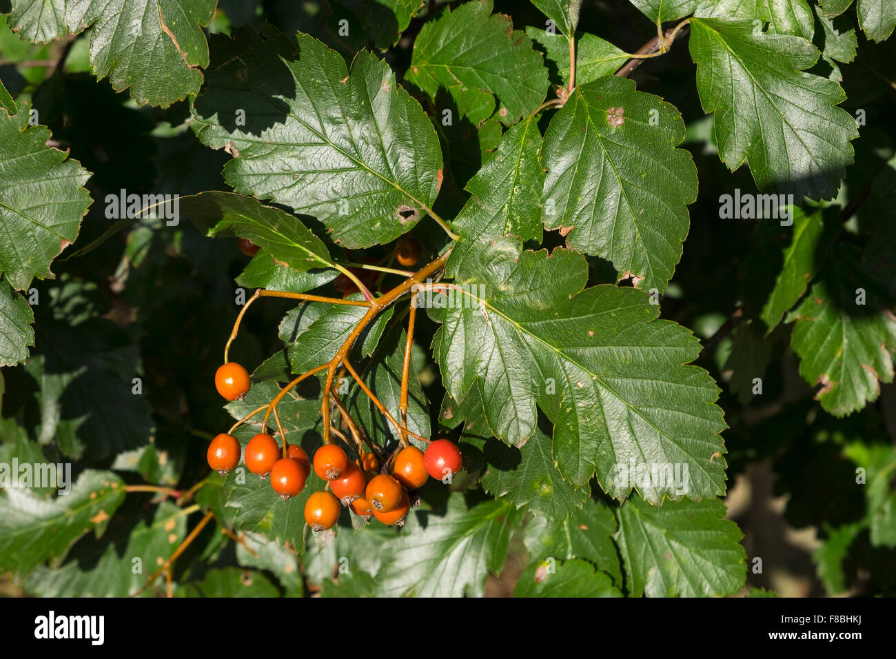 Common whitebeam (Sorbs aria) leaves and fruit, Mecklenburg-Western ...