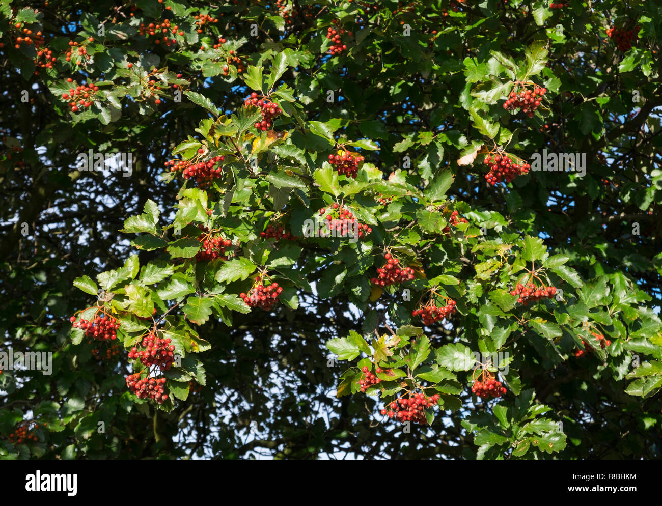 Common whitebeam (Sorbs aria) leaves and fruit, Fischland-Darß-Zingst ...