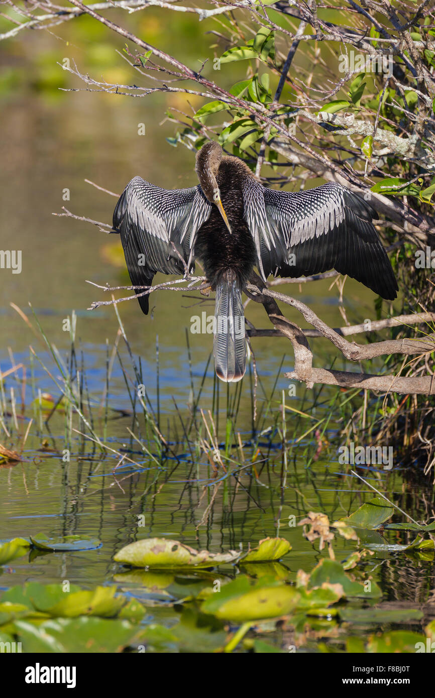 Anhinga (Anhinga anhinga) drying its wings, Florida, Everglades, USA ...