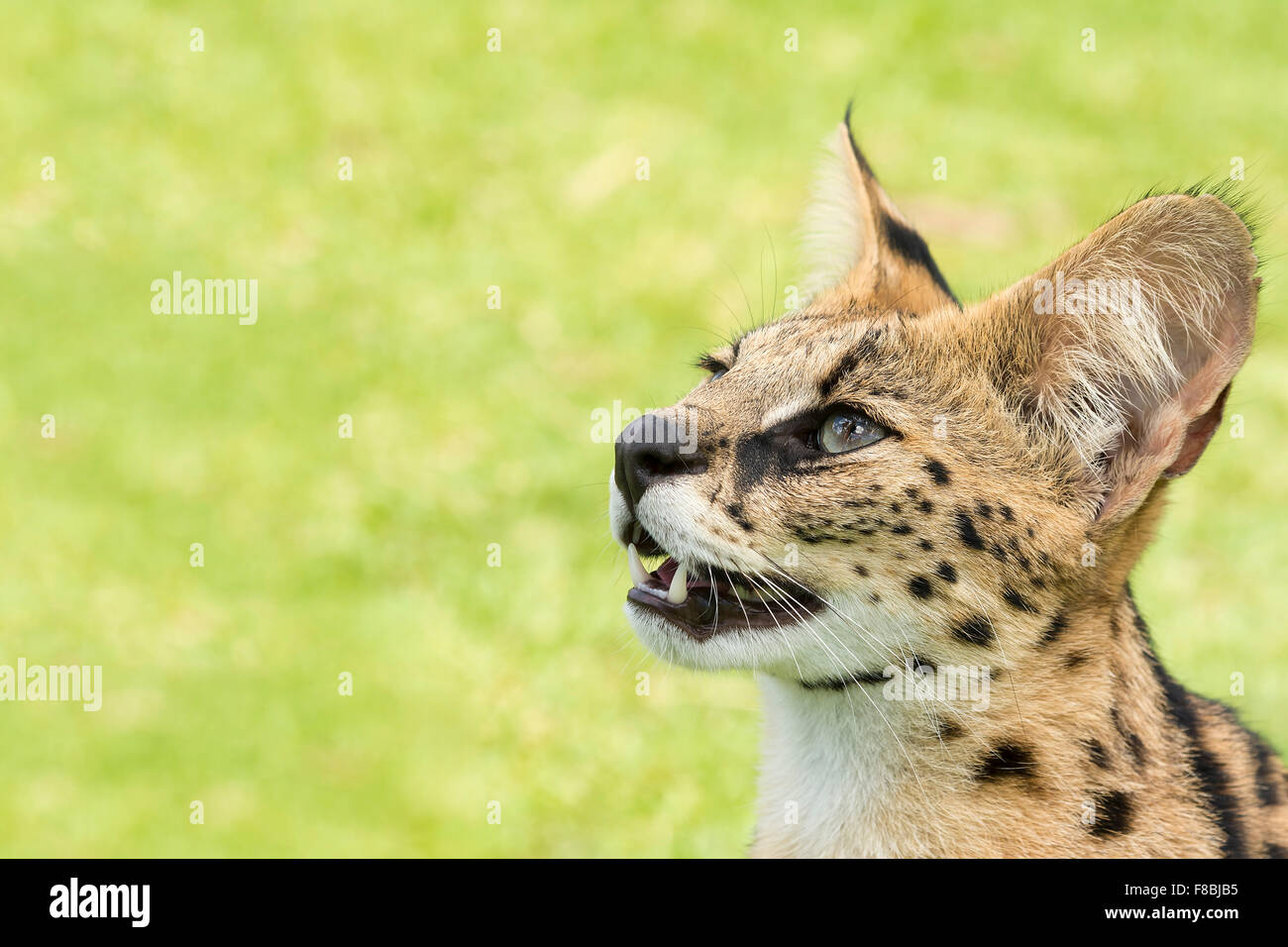 Young serval (Leptailurus serval), two years old, portrait, captive ...