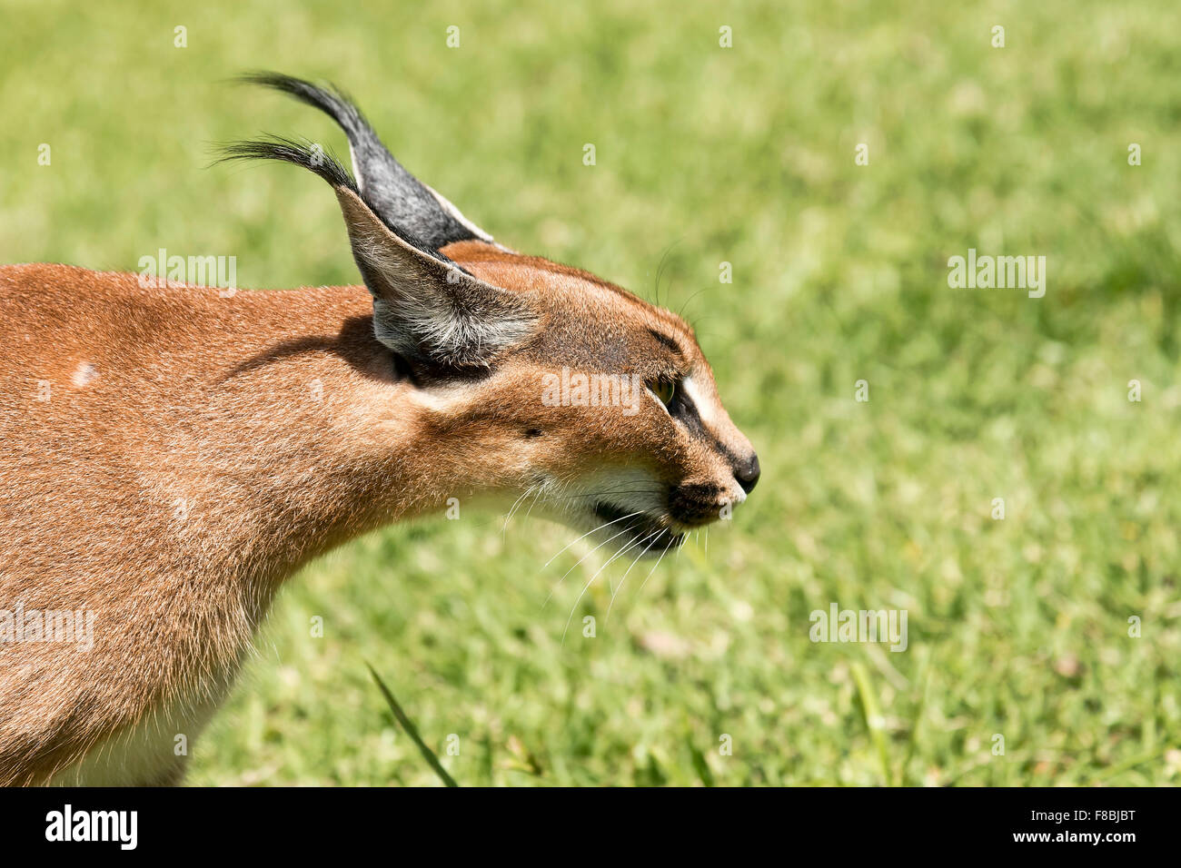 Caracal caracal caracal hi-res stock photography and images - Alamy