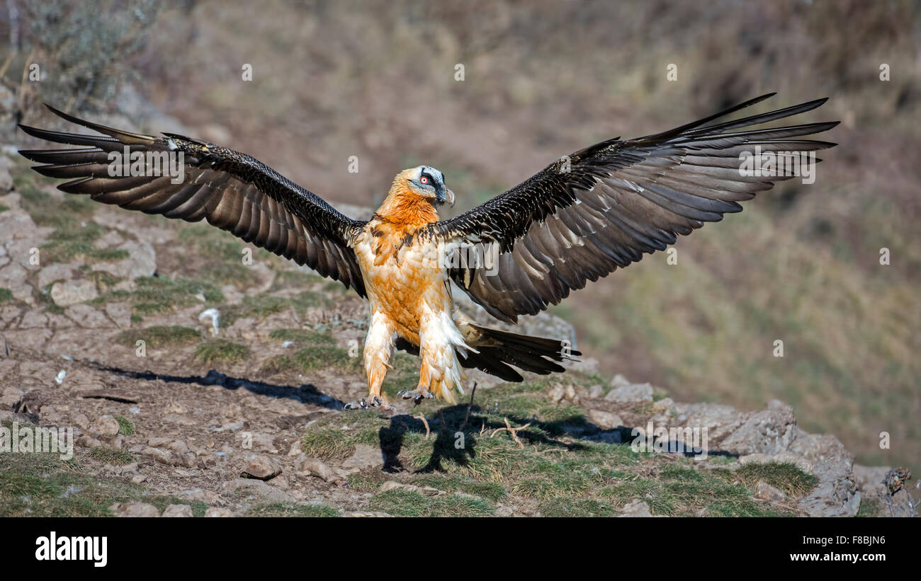 Bearded vulture, also lammergeier or ossifrage (Gypaetus barbatus ...