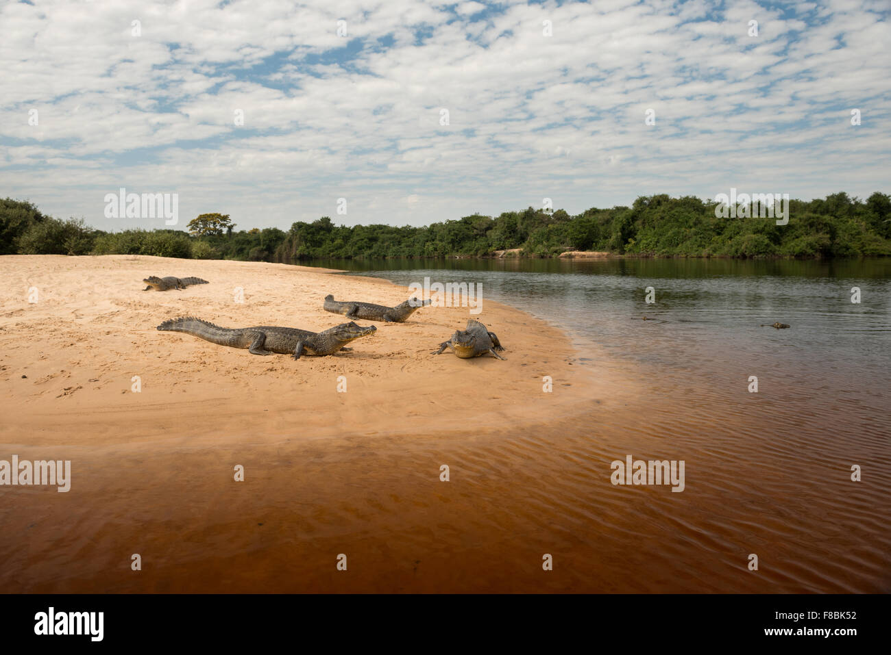 Caimans basking at the sun on a sandbar in the Pantanal Stock Photo - Alamy