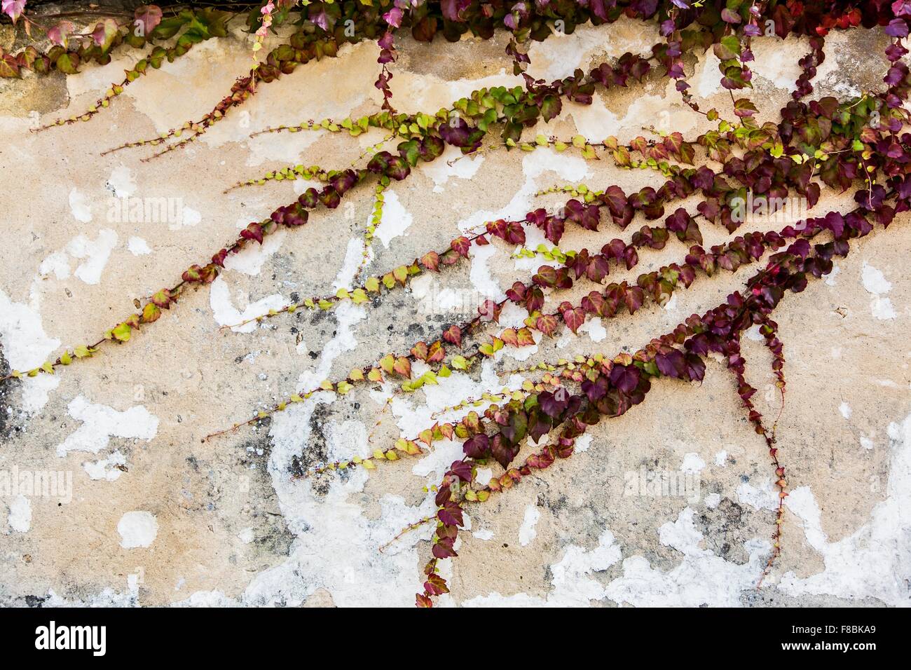 Creeper plant wall hi-res stock photography and images - Alamy