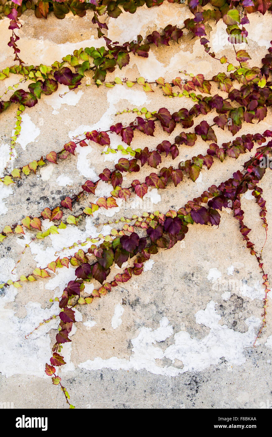 Virginia creeper wall hi-res stock photography and images - Alamy