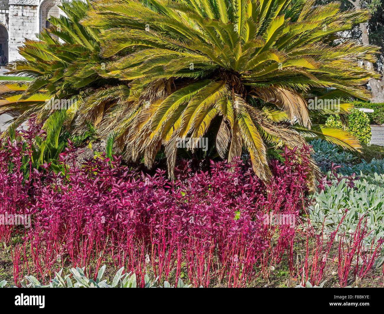 Palm trees lisbon hi-res stock photography and images - Alamy