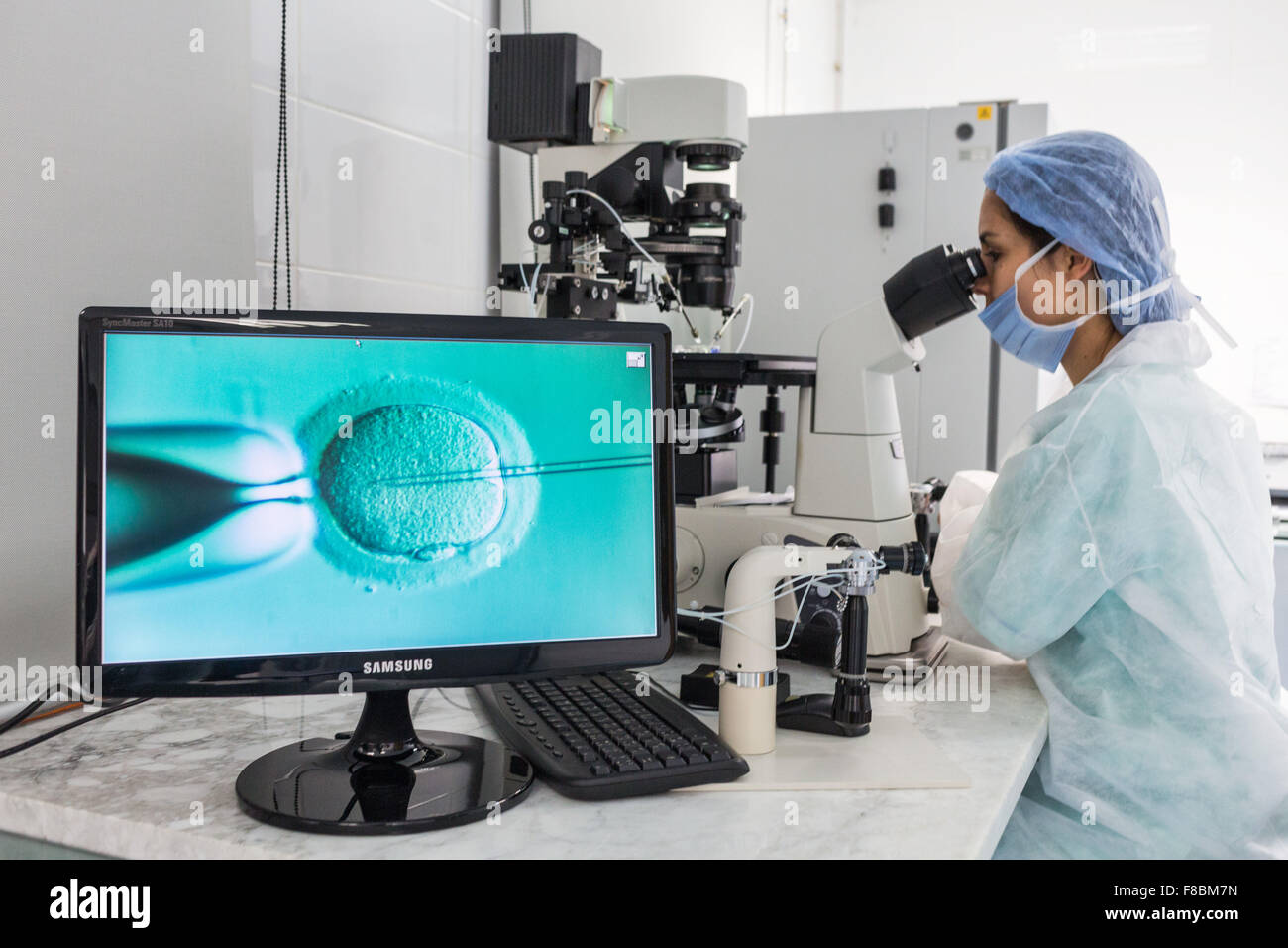 Technician using a light microscope to inject human sperm into a human ...
