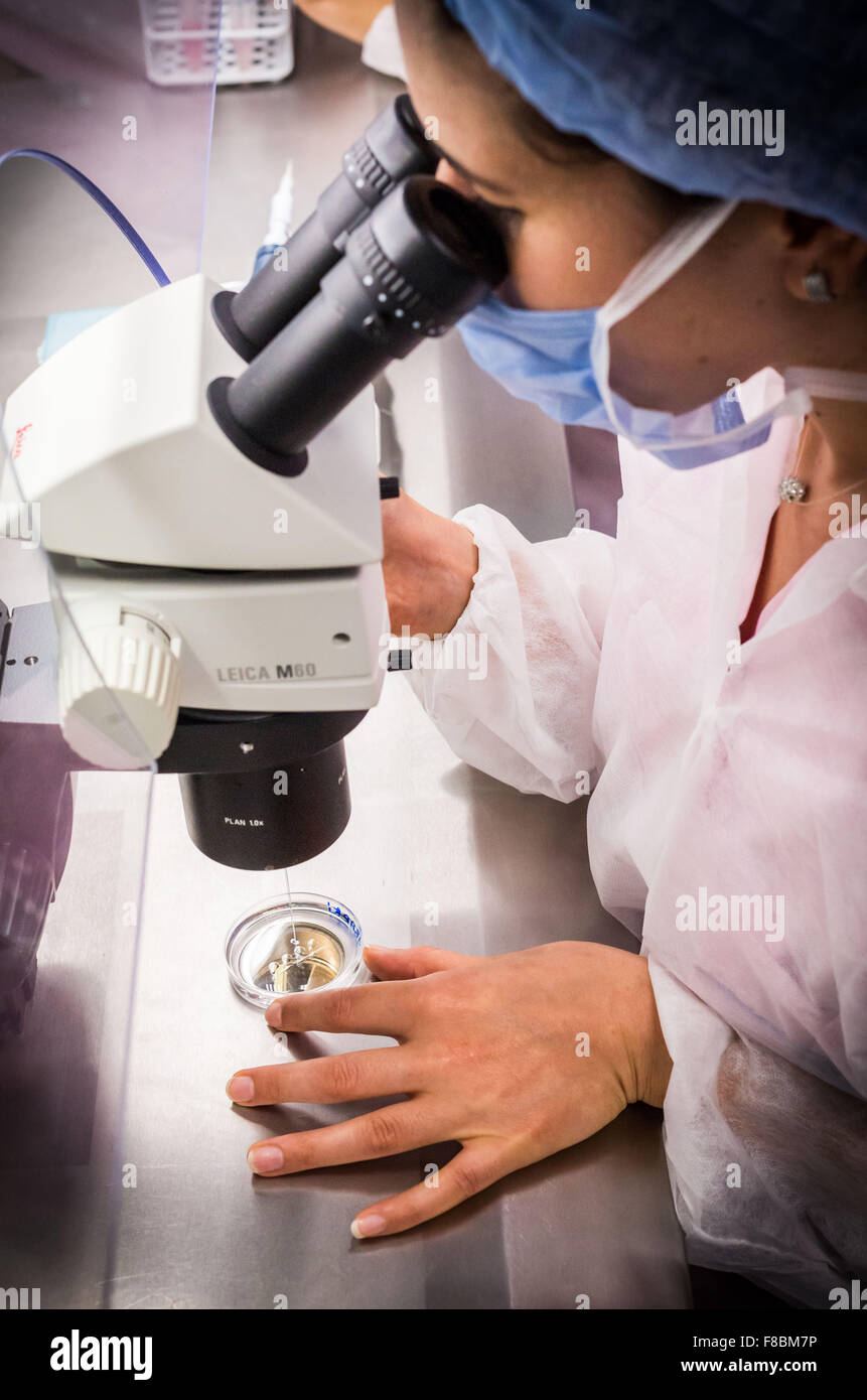 In vitro fertilisation (IVF). Droplets of sperm being added to a petri ...