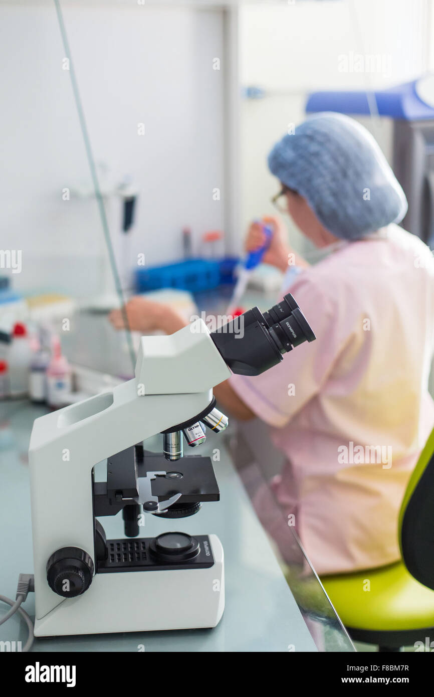 In vitro fertilisation (IVF). Droplets of sperm being added to a petri ...