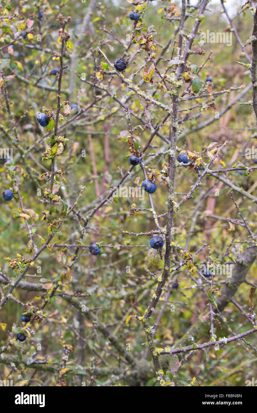 Sloe bushes hi-res stock photography and images - Alamy