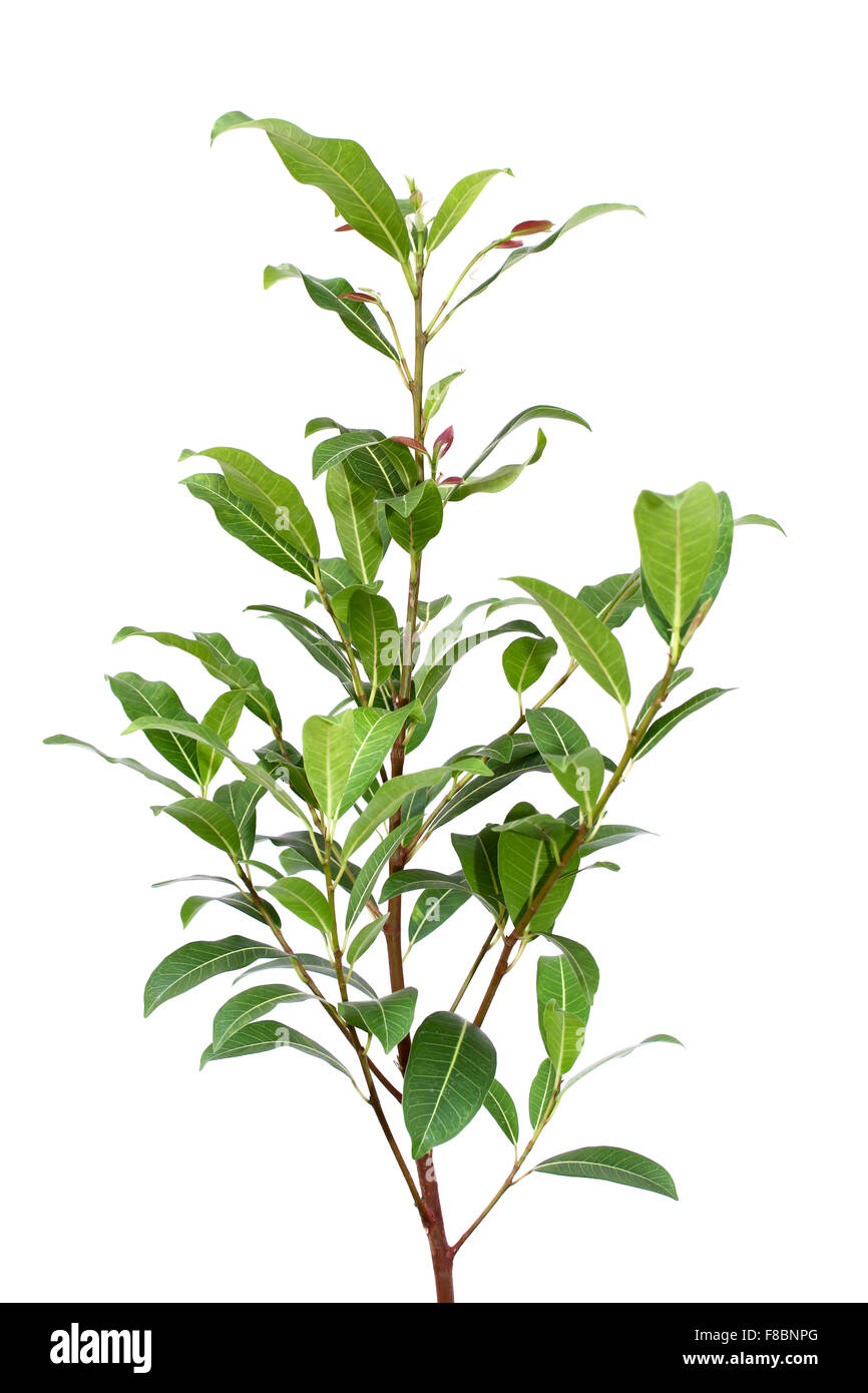 close up tree on isolated white background Stock Photo - Alamy