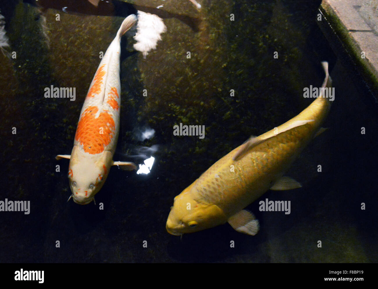 Japanese carp hi-res stock photography and images - Alamy