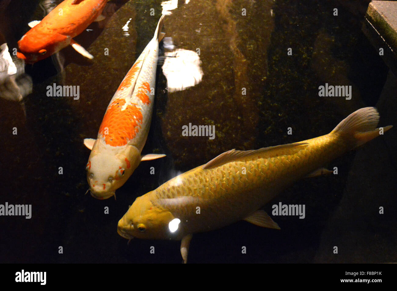 Japanese carp hi-res stock photography and images - Alamy