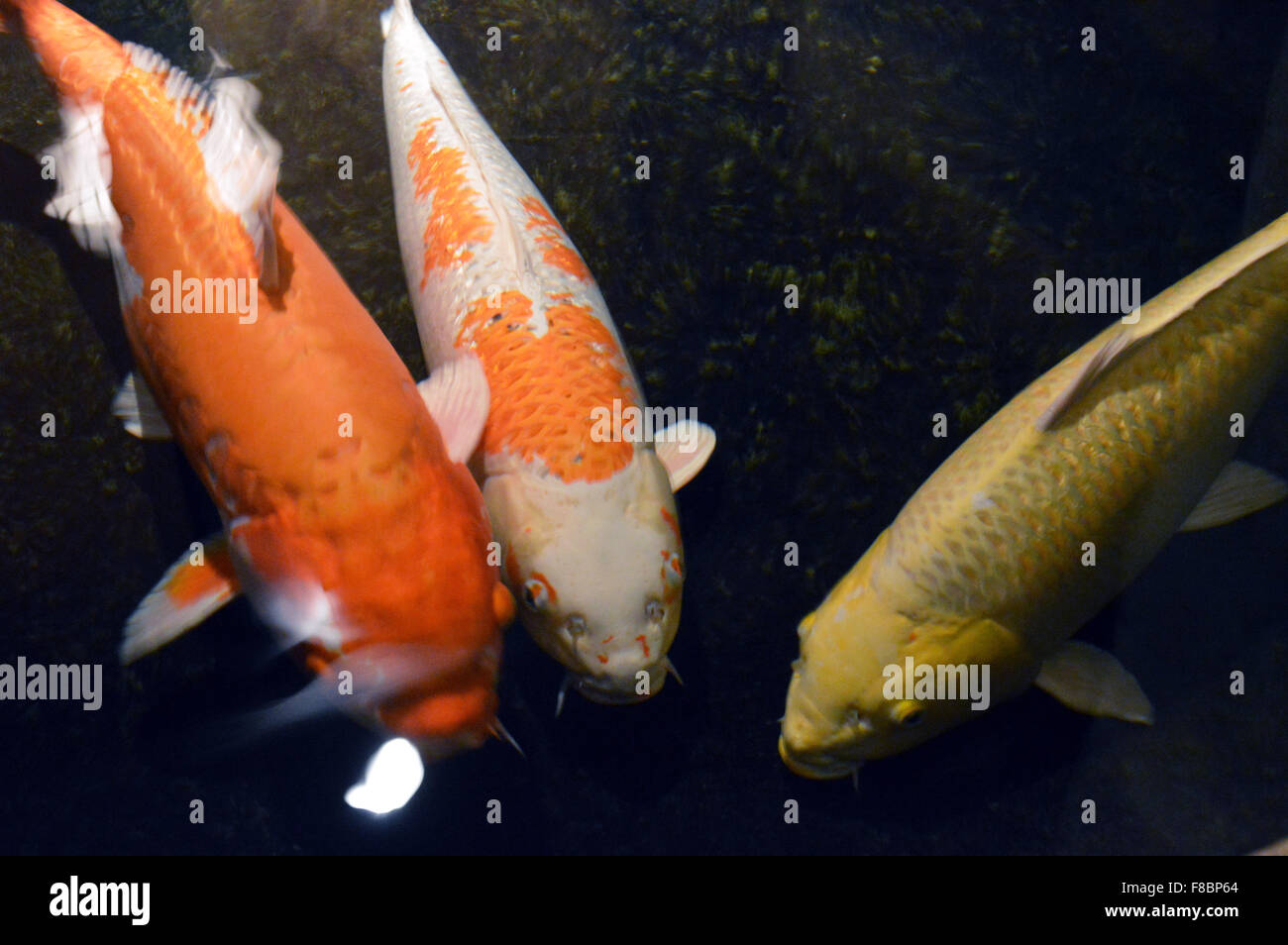 Japanese carp hi-res stock photography and images - Alamy