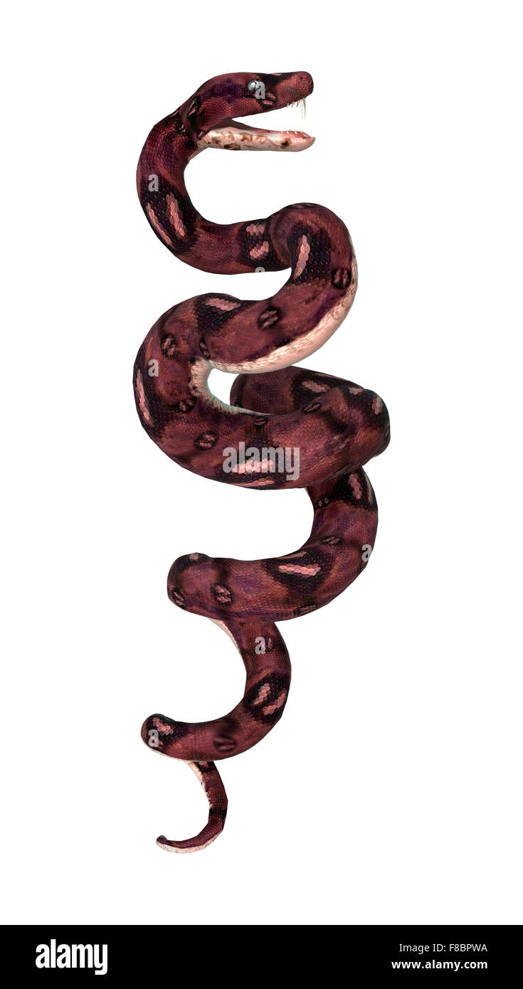 White Anaconda Snake