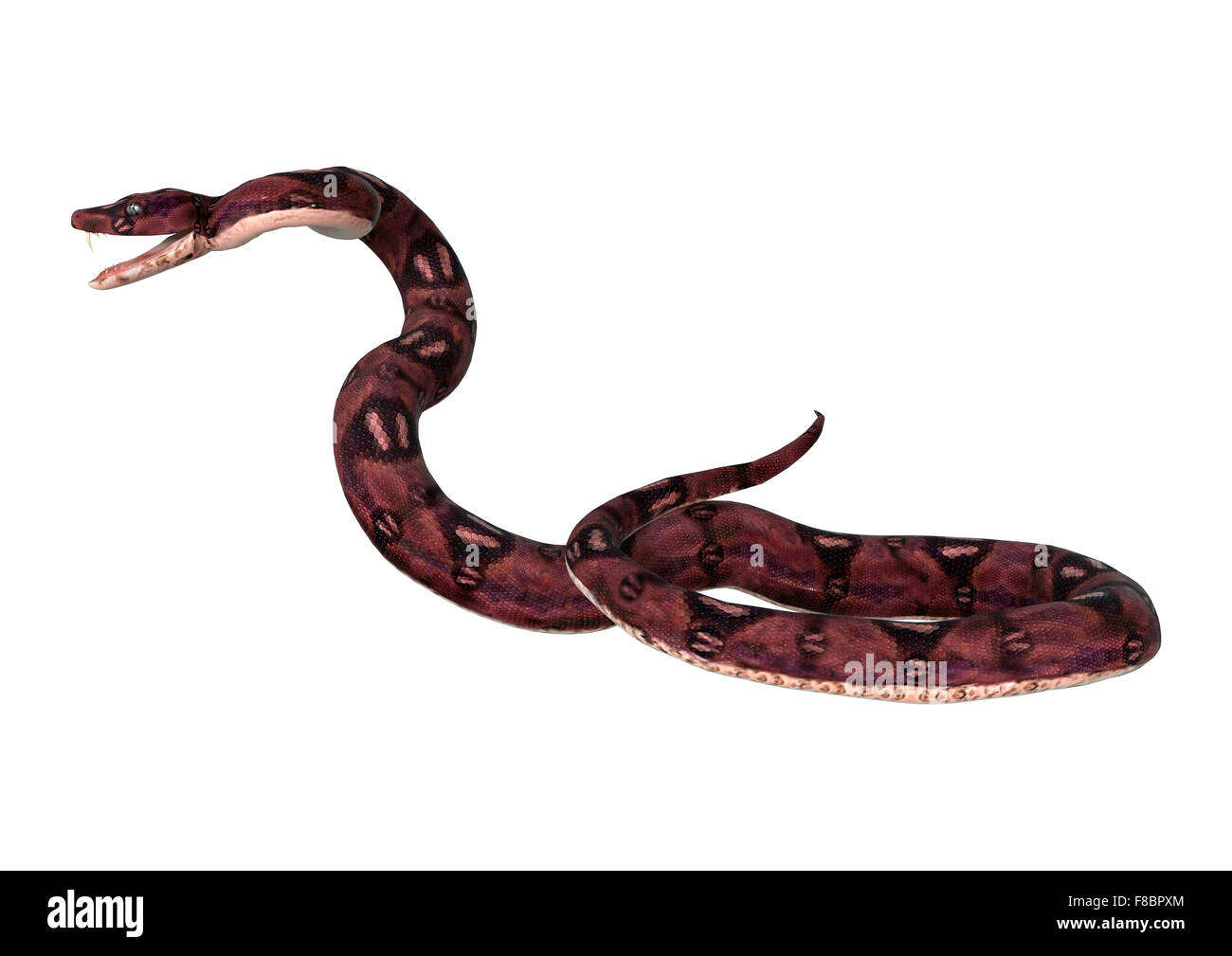 3D digital render of an anaconda snake isolated on white background ...