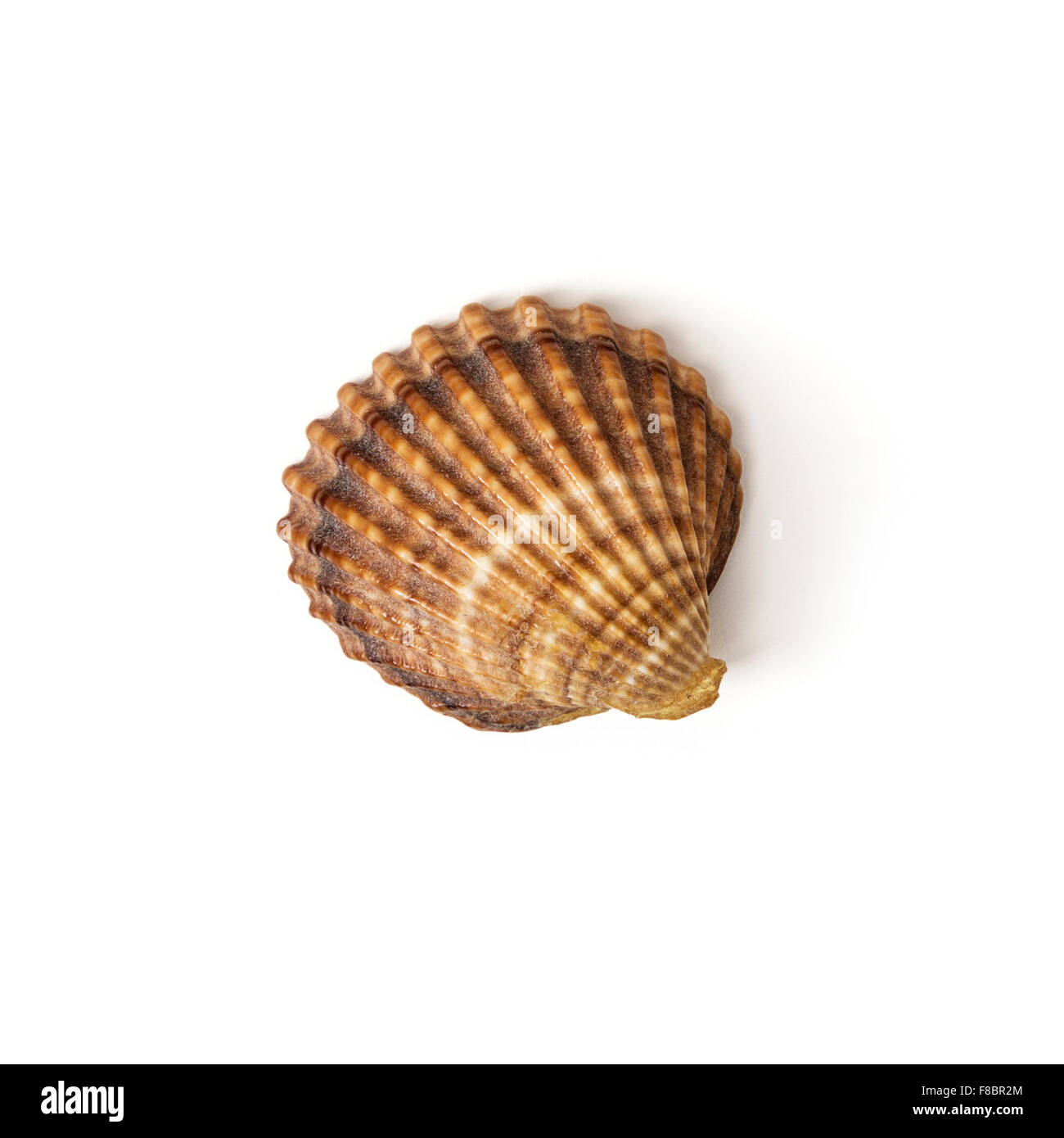 Brown Seashell High Resolution Stock Photography and Images - Alamy