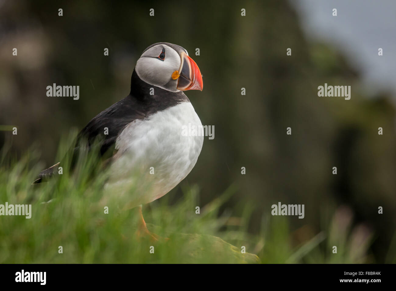 Puffin, Iceland, latrabjarg cliff Stock Photo - Alamy
