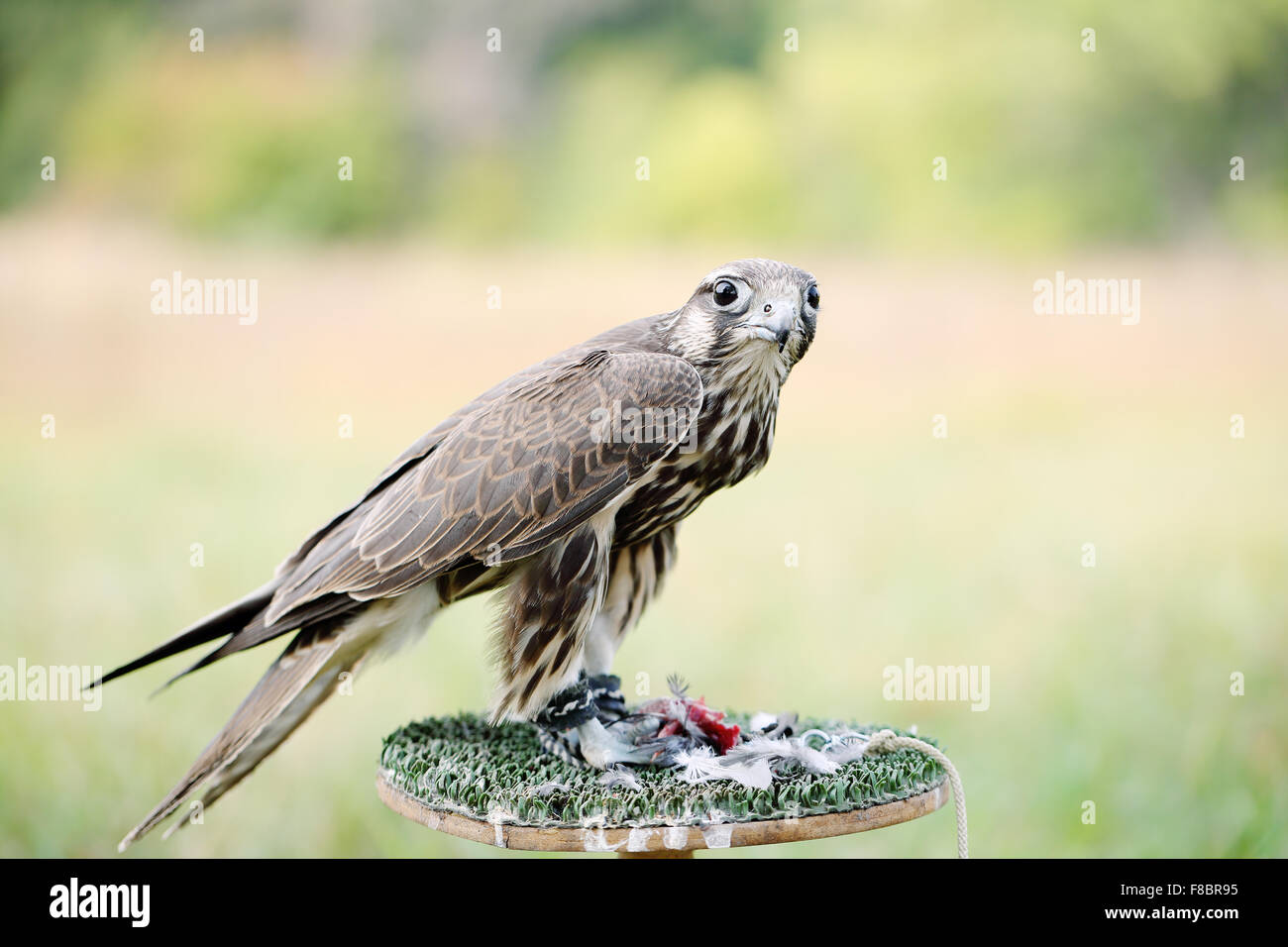 Falcon eating a pigeon Stock Photo - Alamy