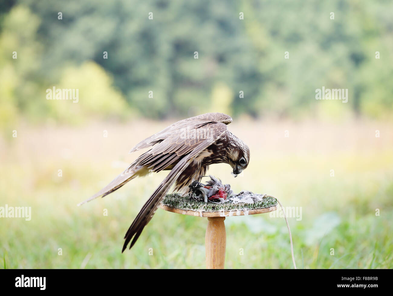 Peregrine Falcon eating a pigeon Stock Photo - Alamy