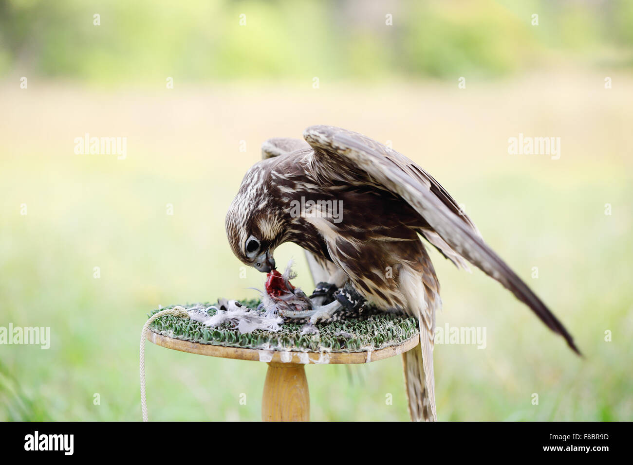 Peregrine Falcon eating a pigeon Stock Photo - Alamy