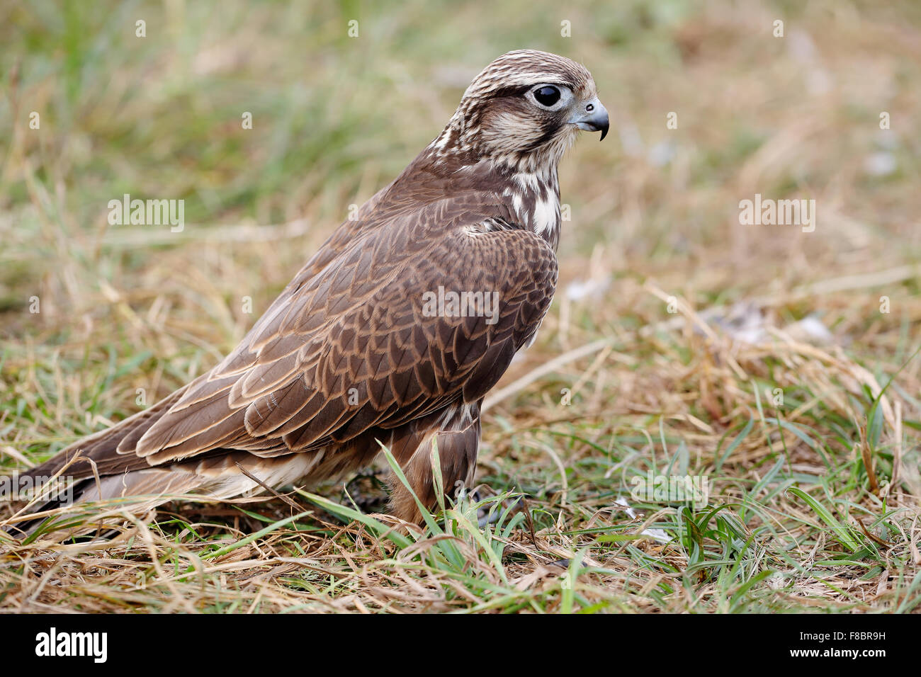 Peregrine falcon stoop hi-res stock photography and images - Alamy