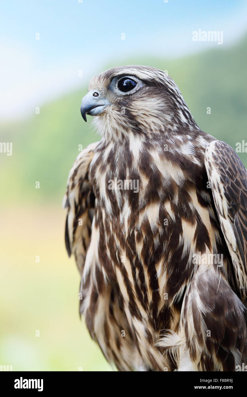 Peregrine falcon stoop hi-res stock photography and images - Alamy
