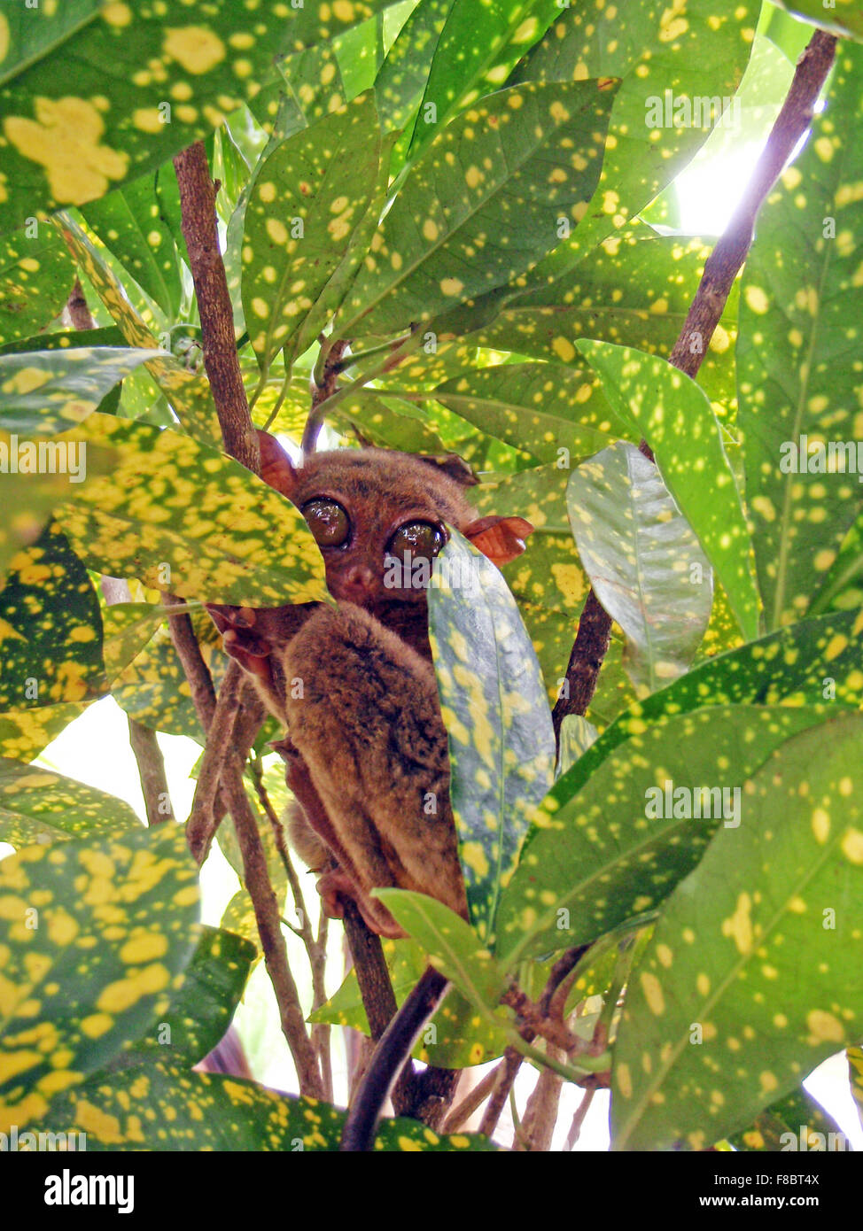 Tashier the smallest animal in the world Stock Photo - Alamy